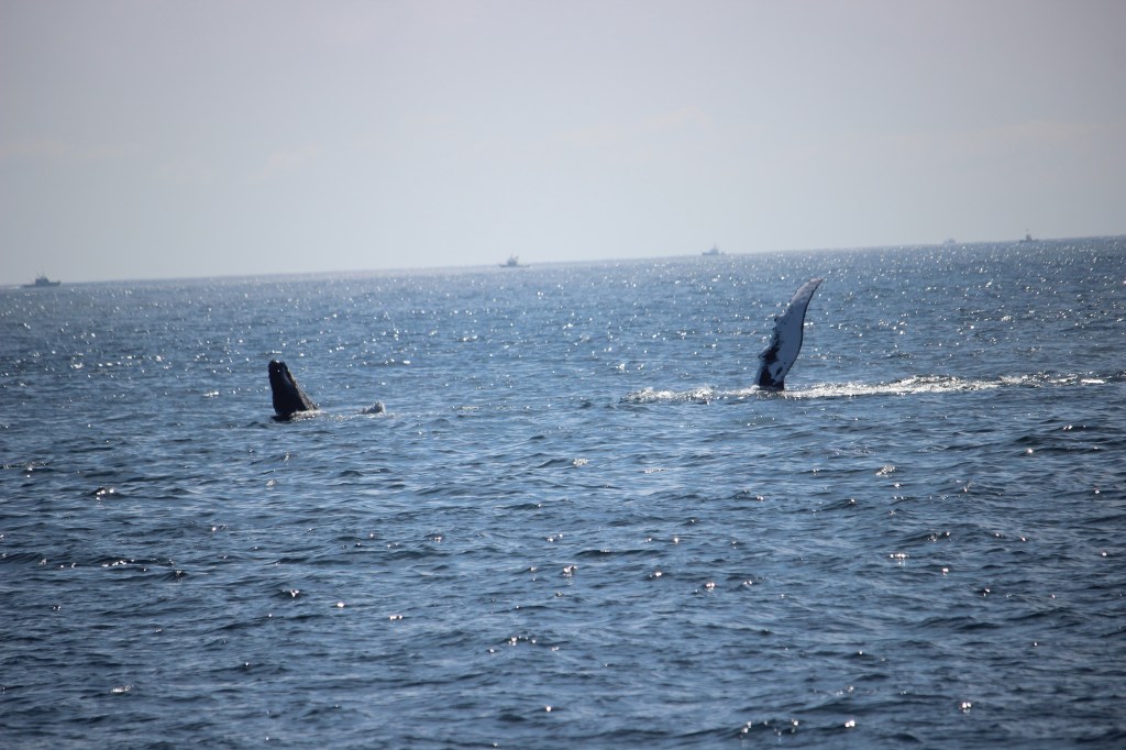 Whale Watch: An Unparalleled Boston Experience – Type A Trekker