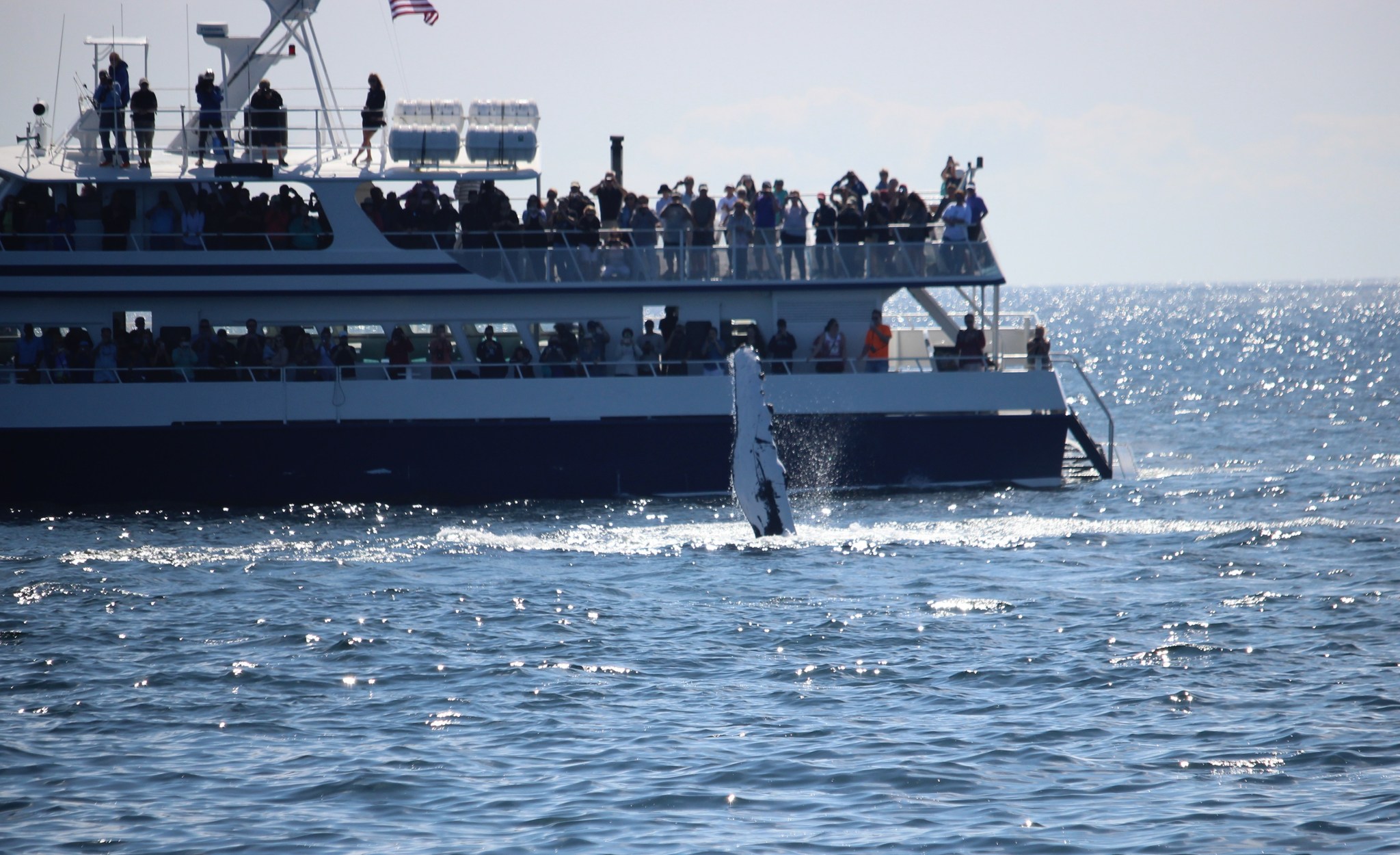 Whale Watch: An Unparalleled Boston Experience – Type A Trekker
